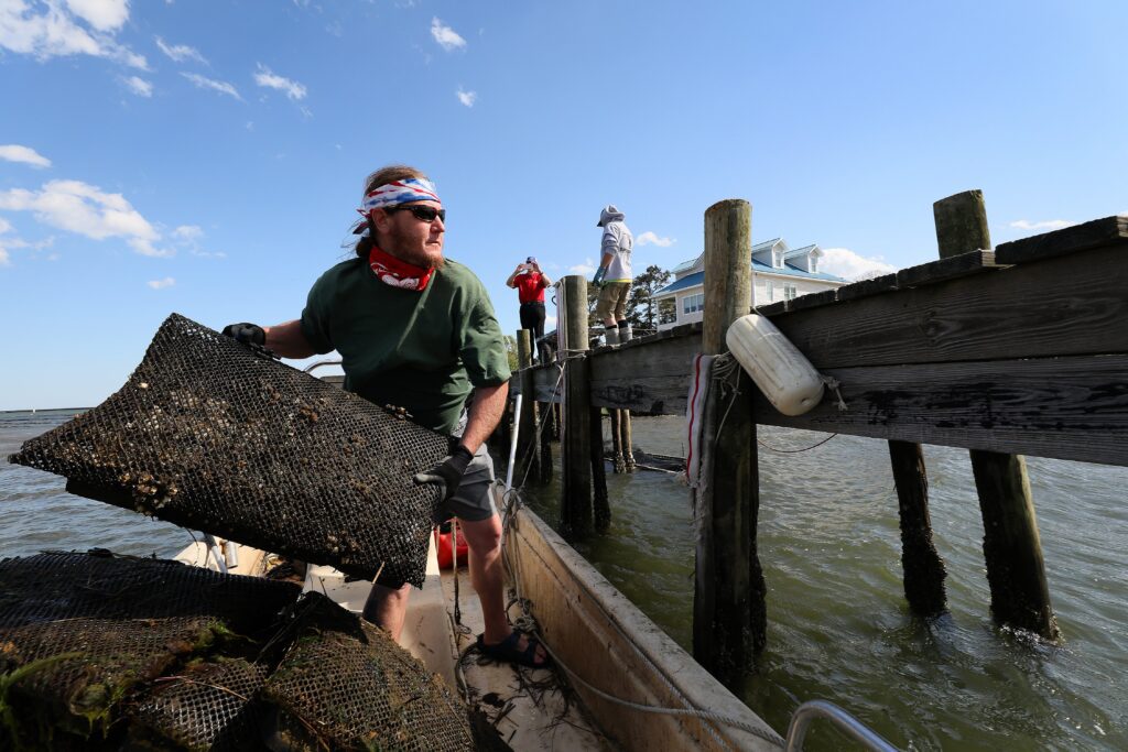 Discover the New Virginia Oyster Trail Website - Virginia Water Trails